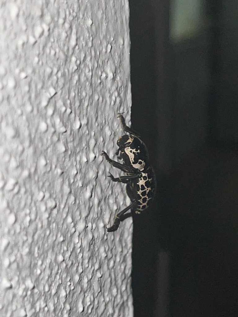 Zopherus nodulosus nodulosus from Ocuituco by Tere Castelló · iNaturalist