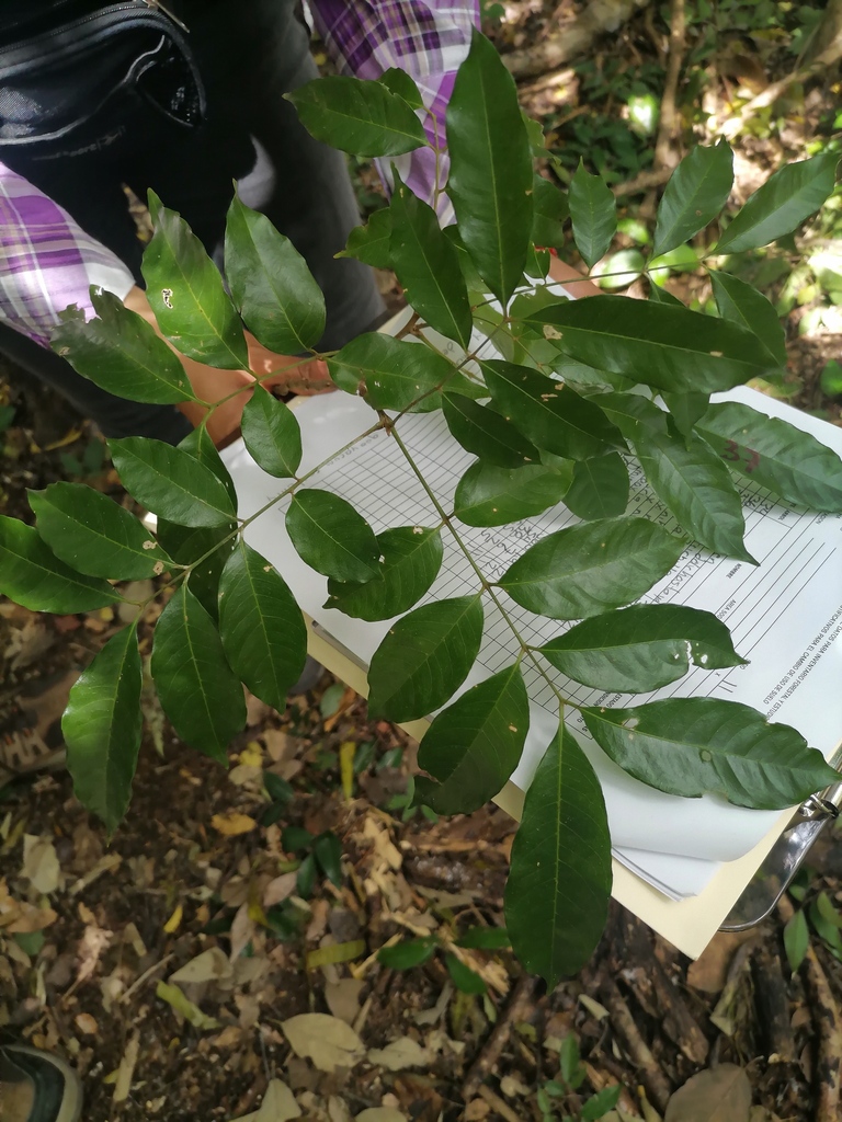 Blomia prisca from Isla Mujeres, Q.R., México on March 1, 2023 at 12:07 ...