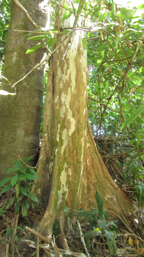 Terminalia oblonga from Panamá, PA-PN, PA on April 02, 2023 by Richard ...