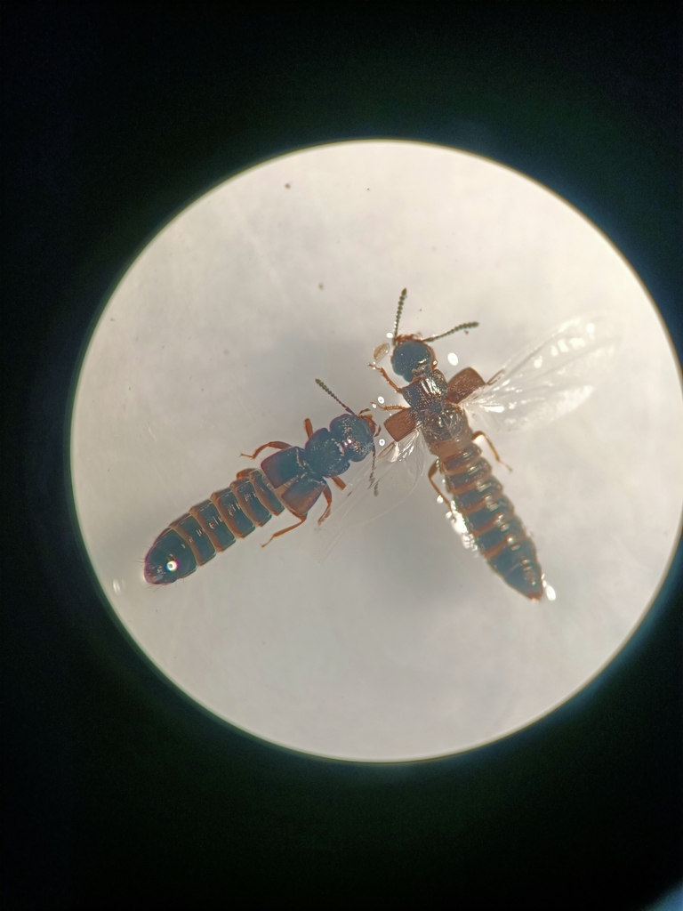 Anotylus from 9W5Q+3F, 41930, Sevilla, España on April 3, 2023 at 04:17 ...