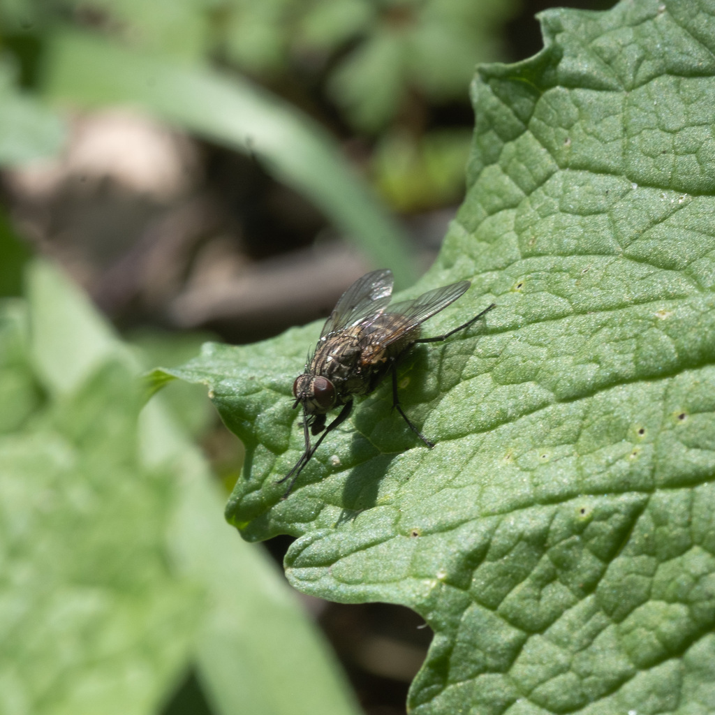Calyptrate Flies from 33480 Avensan, France on April 2, 2023 at 03:36 ...