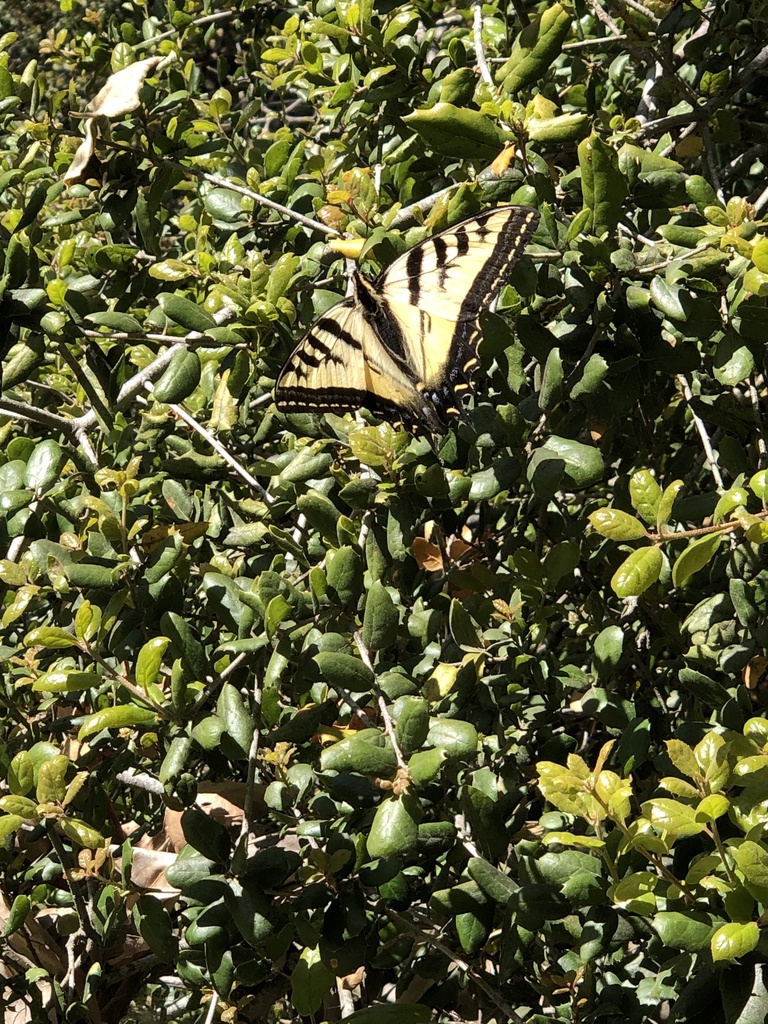 Western Tiger Swallowtail from Los Peñasquitos Canyon Preserve, San ...
