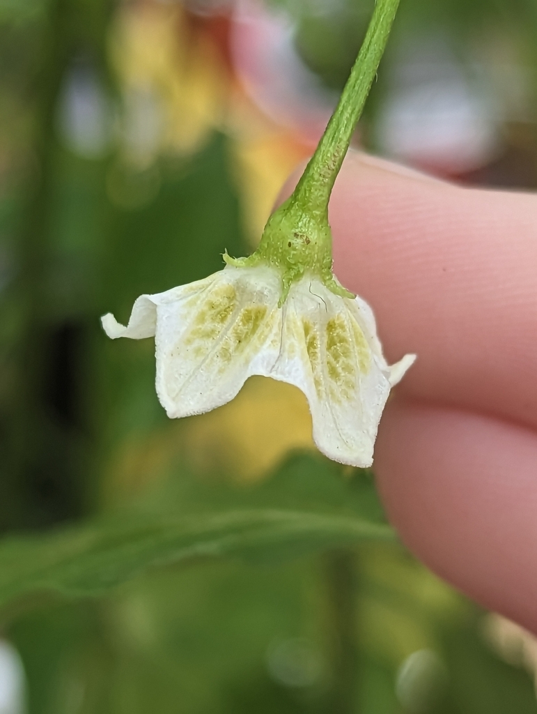 locoto pepper (Capsicum baccatum) - Botanical Realm