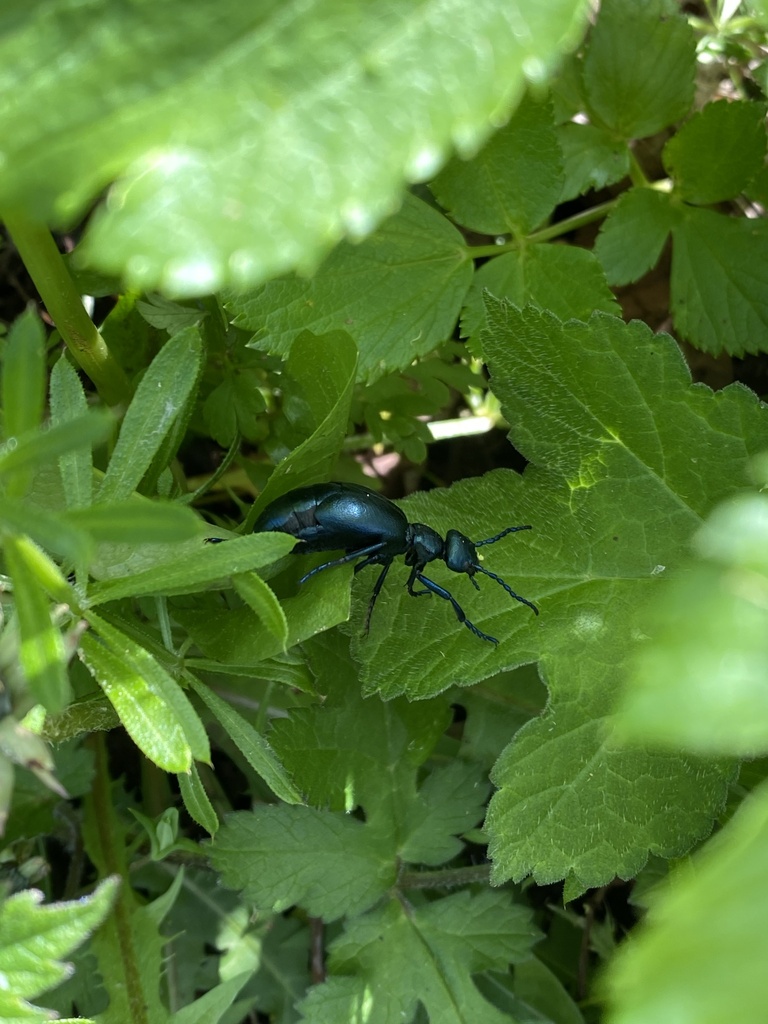 Oil Beetles from South Devon Area of Outstanding Natural Beauty ...