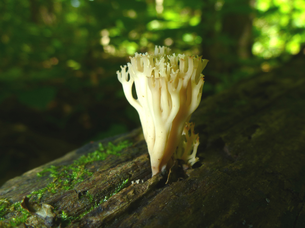 crown-tipped coral fungus from Reveler Conservation area, Comtés unis ...