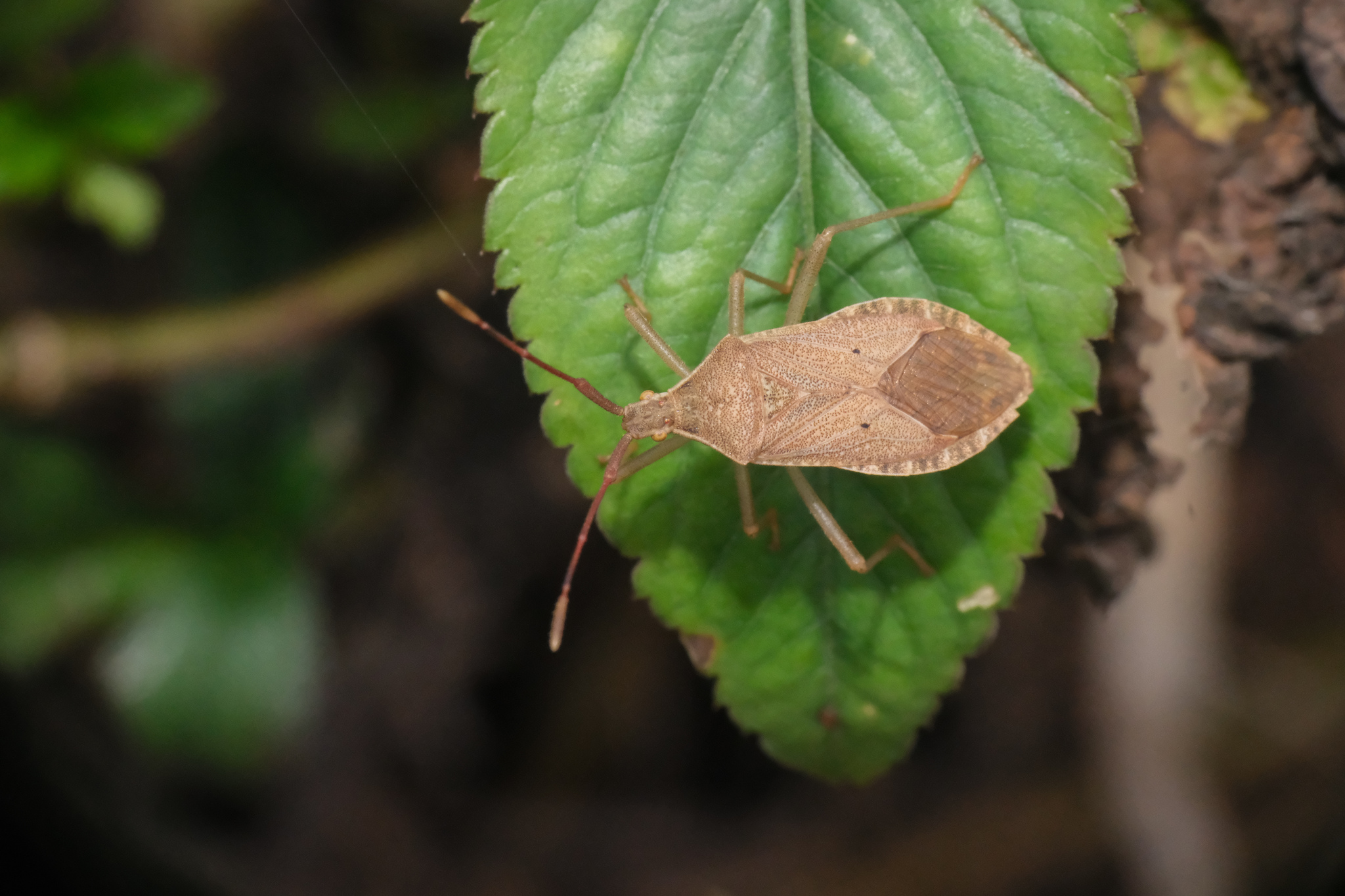 Homoeocerus Burmeister, 1835