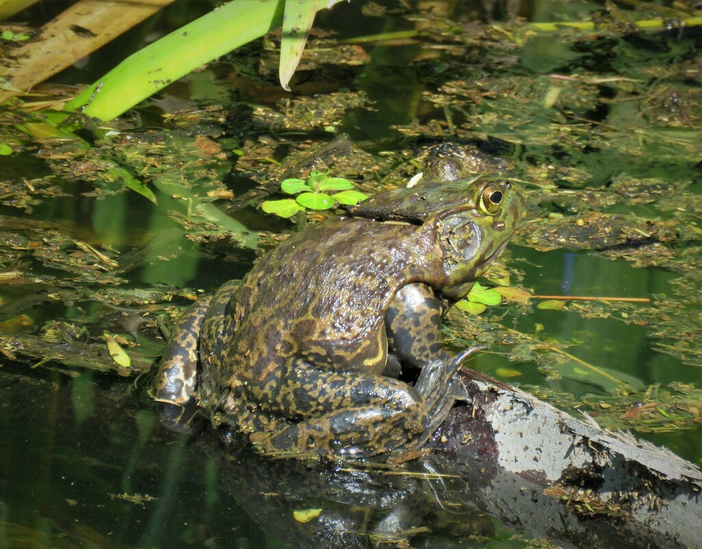 American Bullfrog from Los Angeles County Arboretum, Arcadia, CA, USA ...