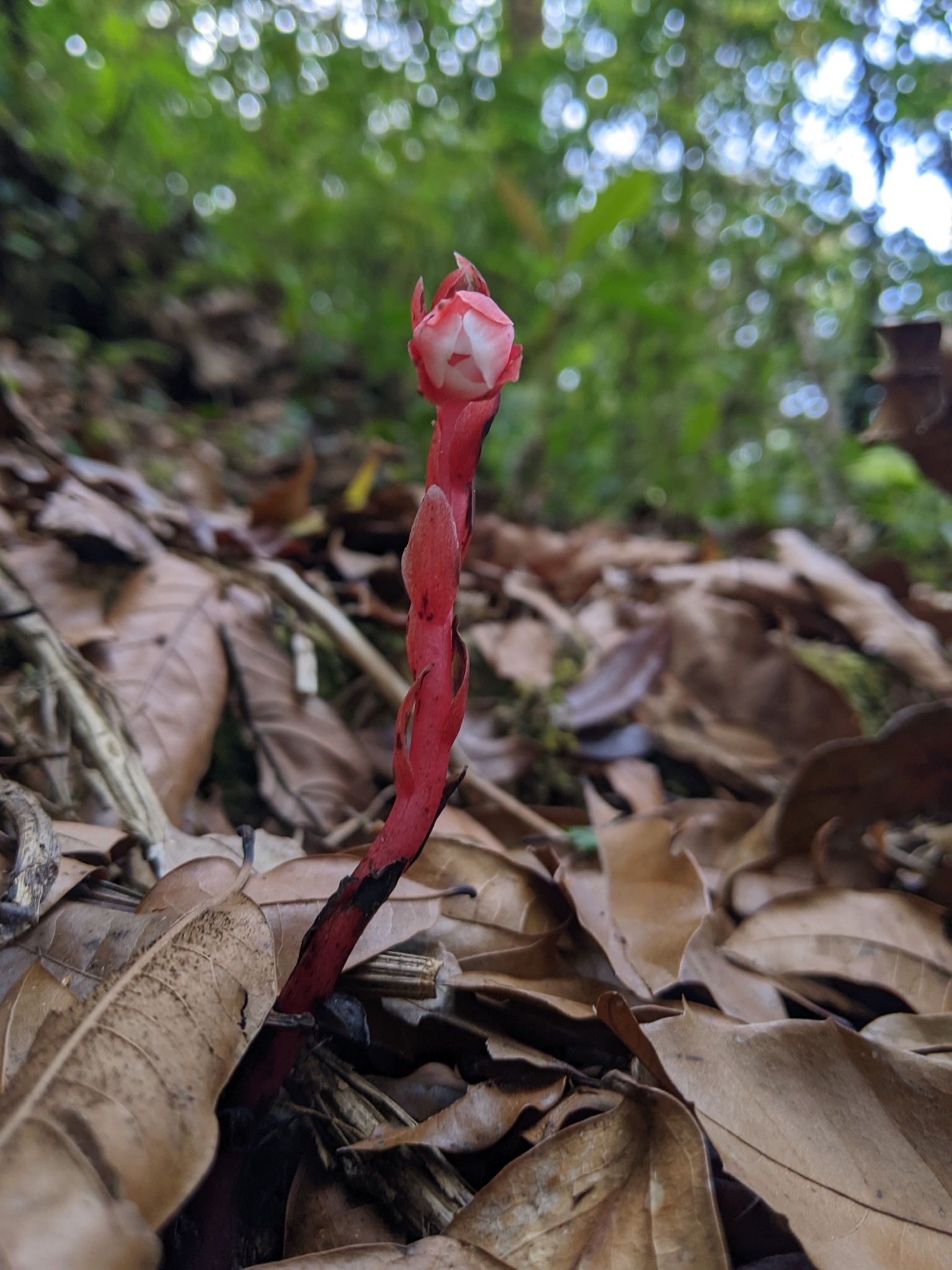 Monotropa coccinea Zucc.