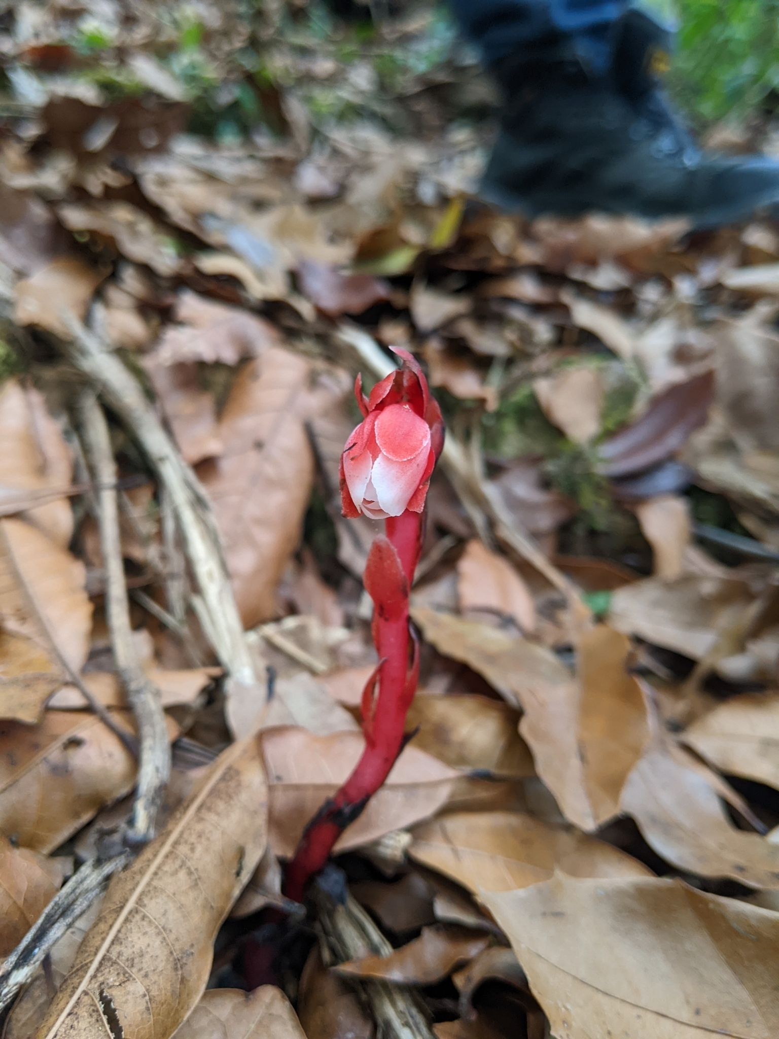Monotropa coccinea Zucc.