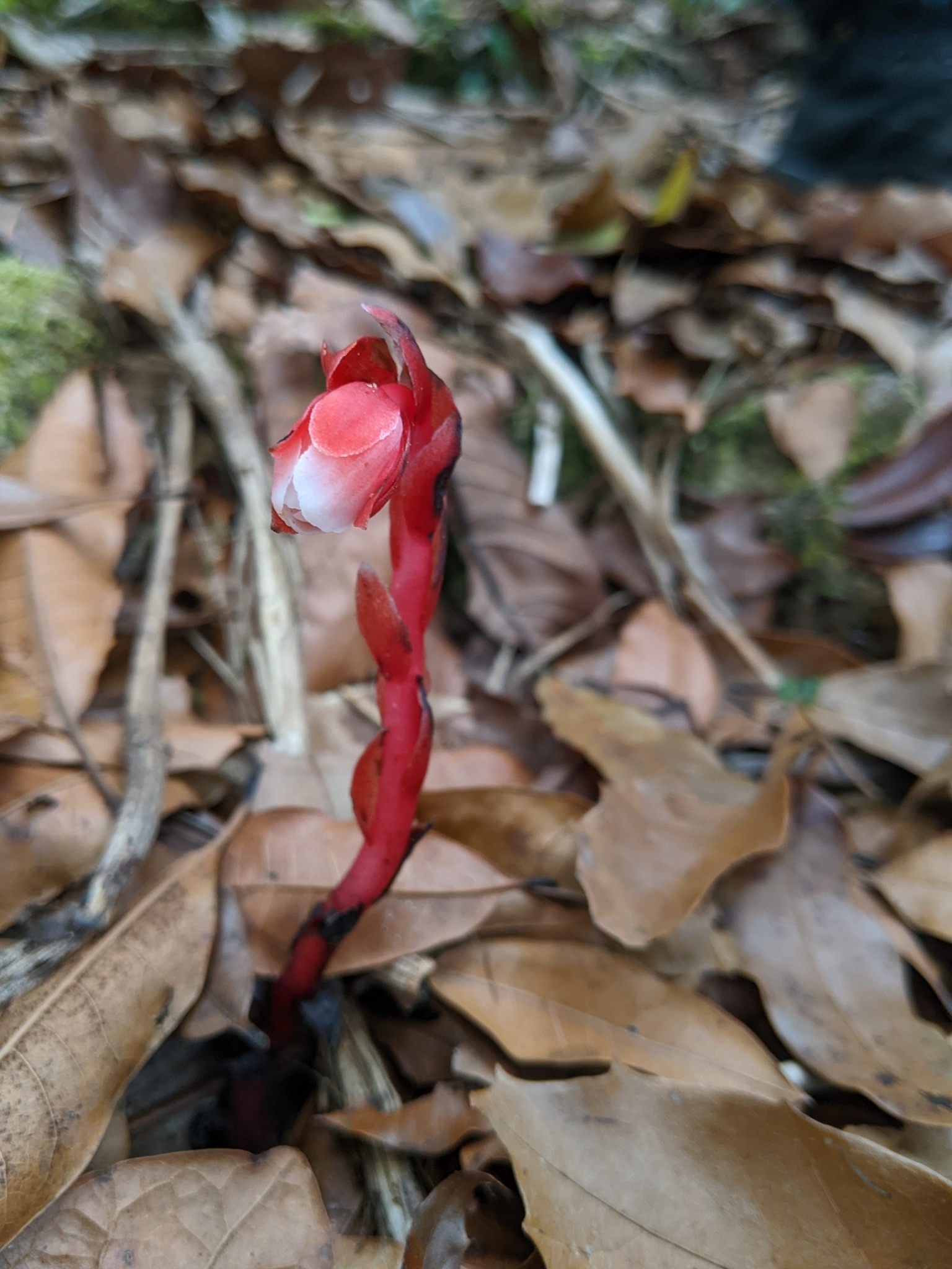 Monotropa coccinea Zucc.