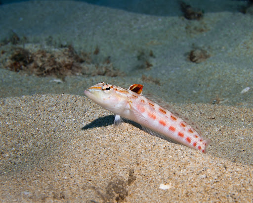 Sandperches (Pinguipedidae) - Marine Life Identification