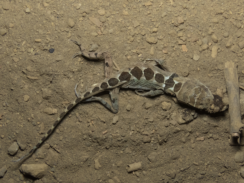 Southern Grumbler from Biobio, Bío Bío, Chile on January 21, 2023 at 08 ...