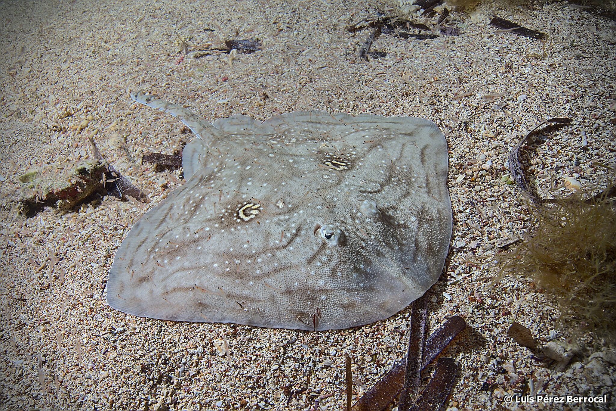 Raja radula Delaroche, 1809