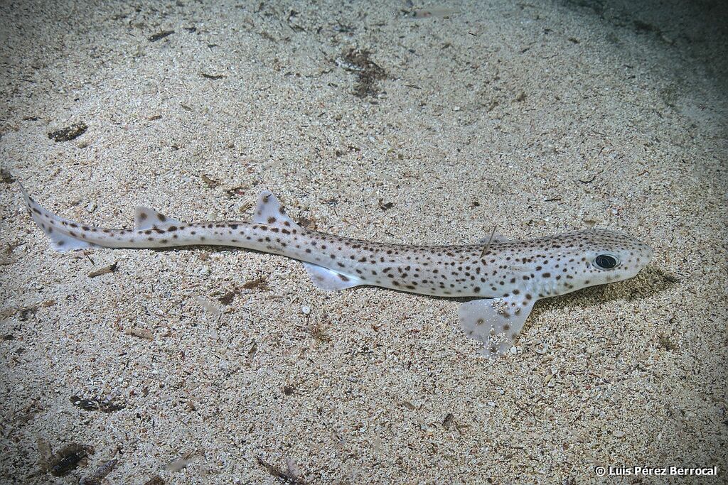 Catsharks (Scyliorhinidae) - Marine Life Identification