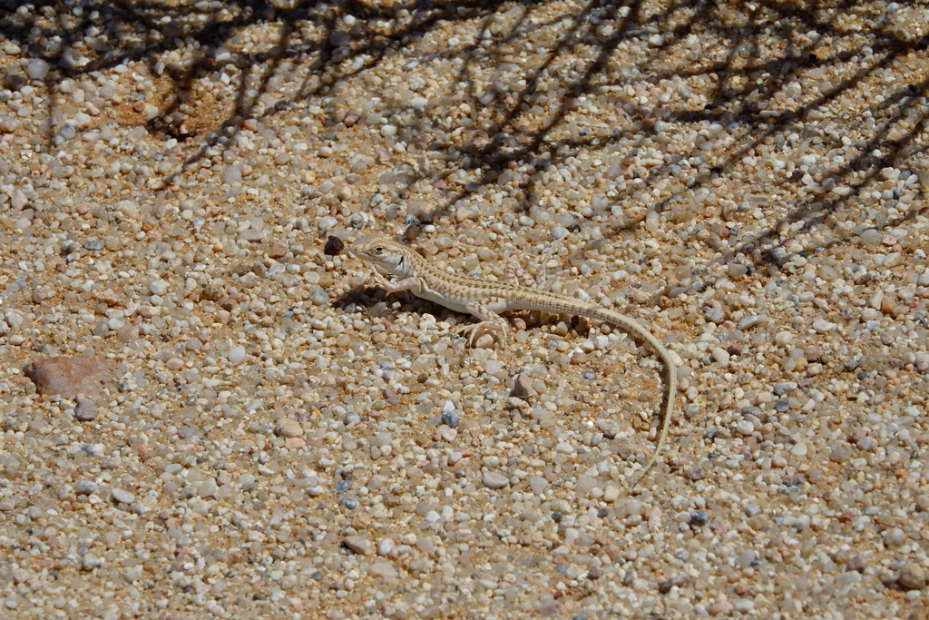 Spotted Desert Lizard from ǁKaras, Namibia on March 8, 2023 at 12:05 PM ...