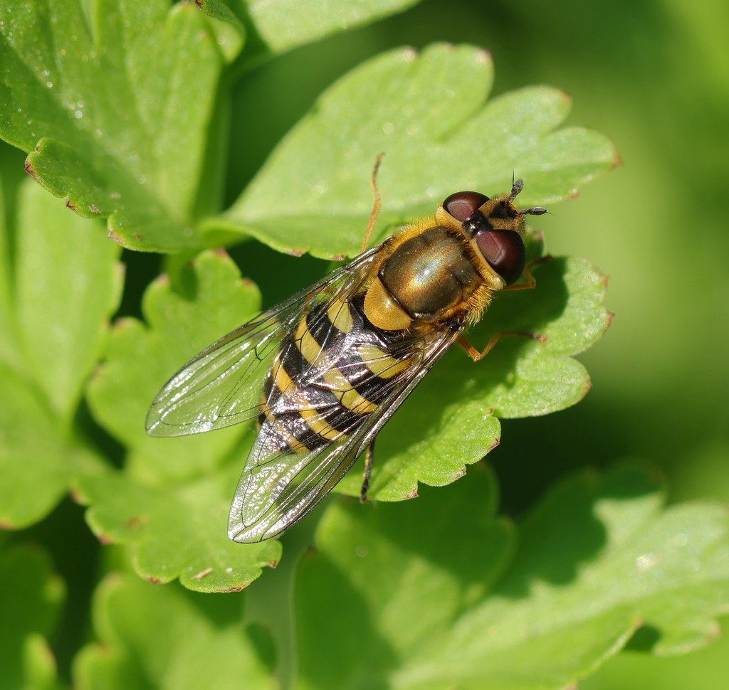 Common Flower Flies from Gonfreville-l'Orcher, France on April 3, 2023 ...