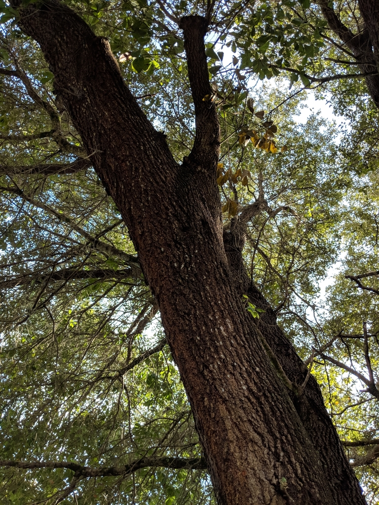 Chapman's Oak from 6706 Summer Haven Dr, Riverview, FL 33578, USA by ...