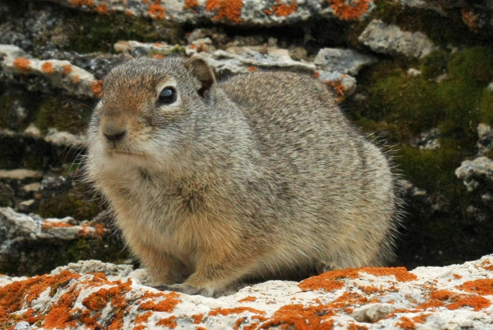 Uinta Ground Squirrel (Urocitellus armatus) - Know Your Mammals