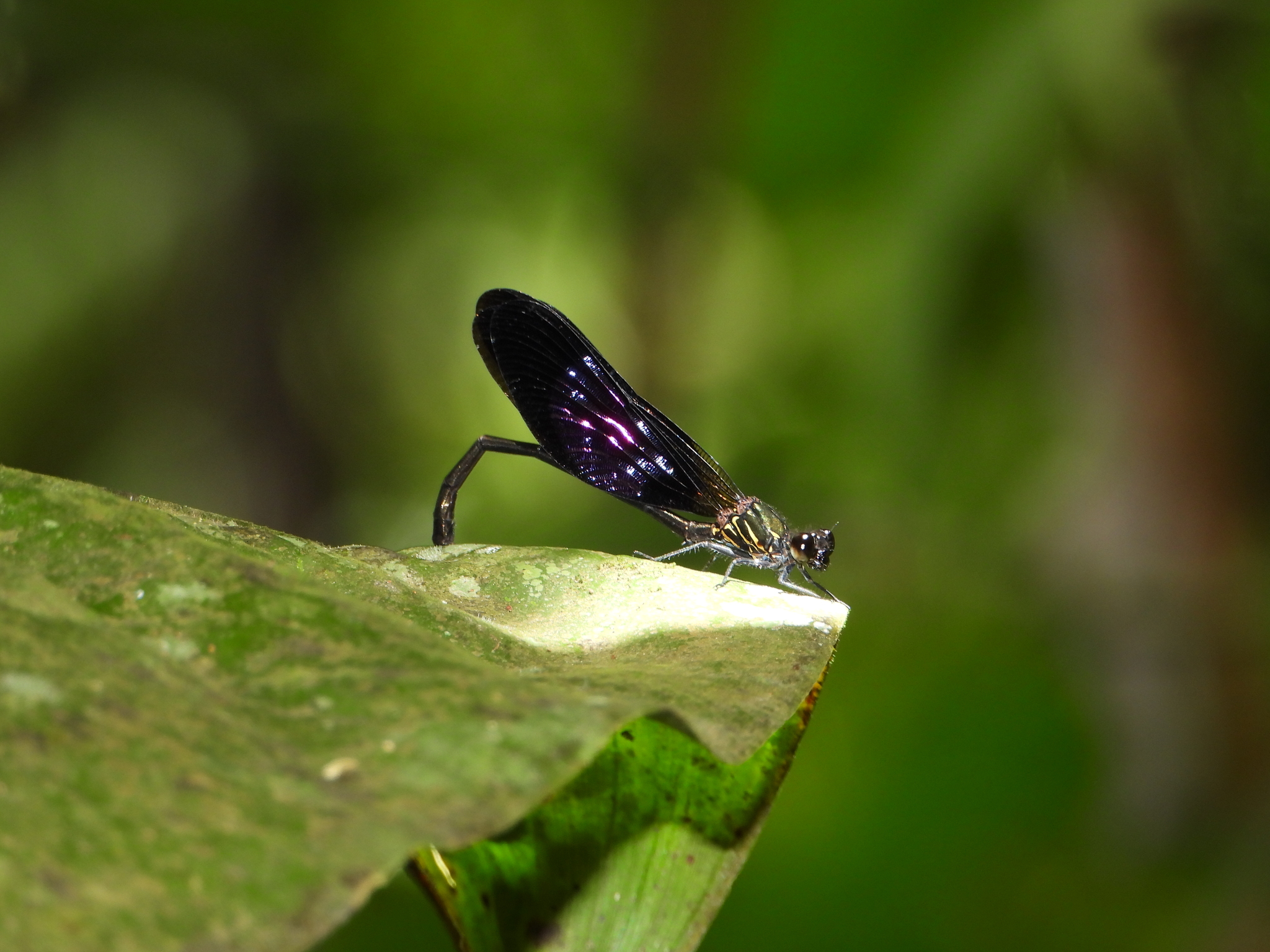 Euphaea variegata Rambur, 1842