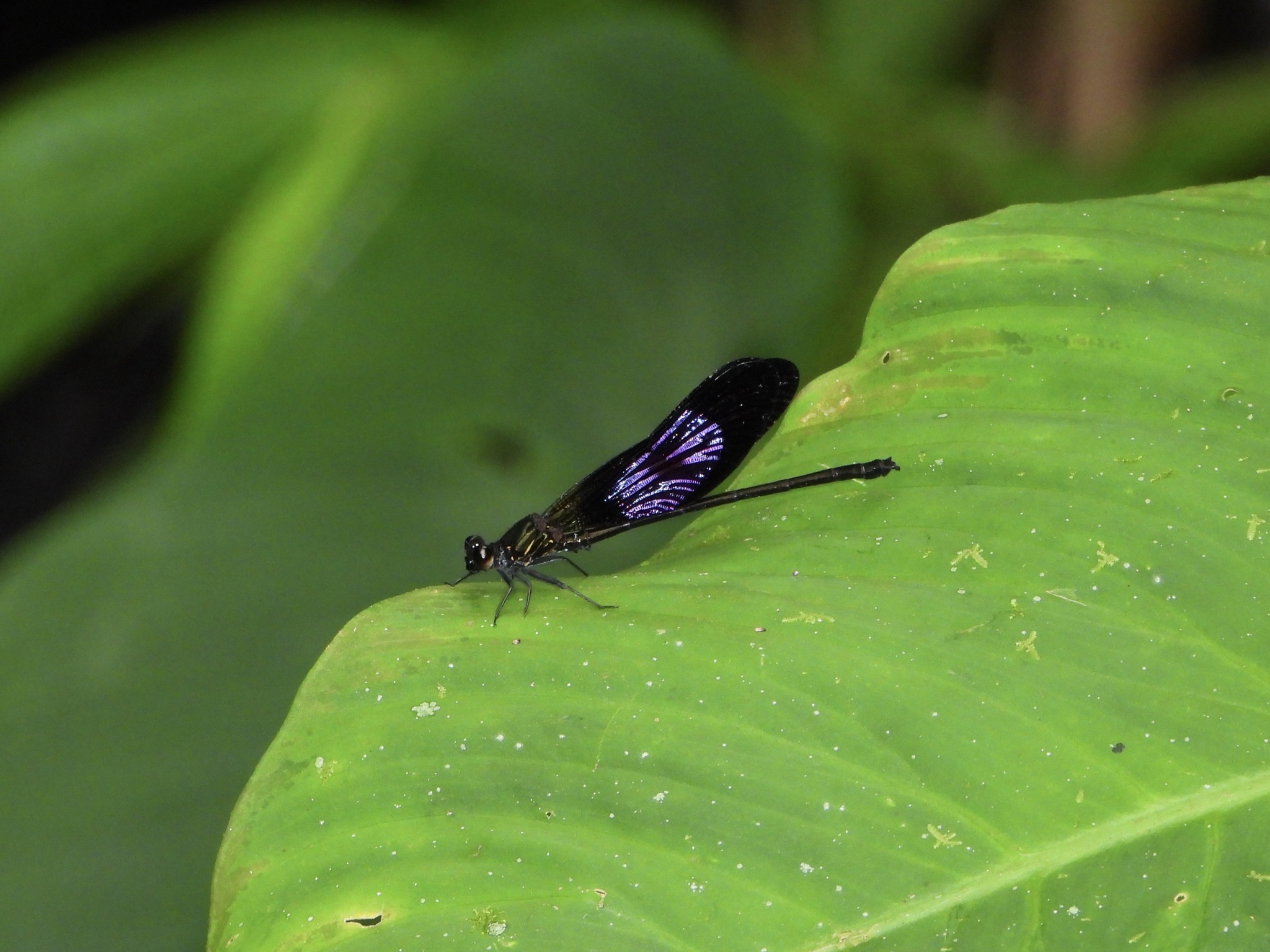 Euphaea variegata Rambur, 1842