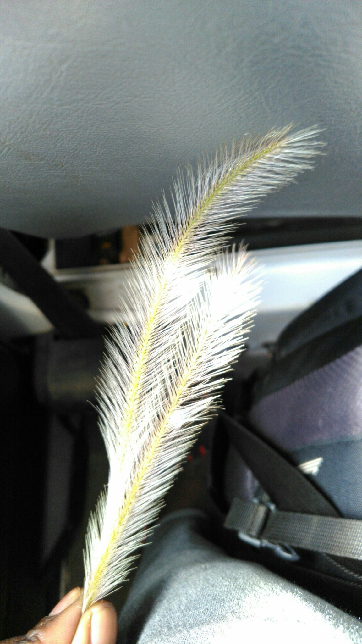 Perotis patens Gand.