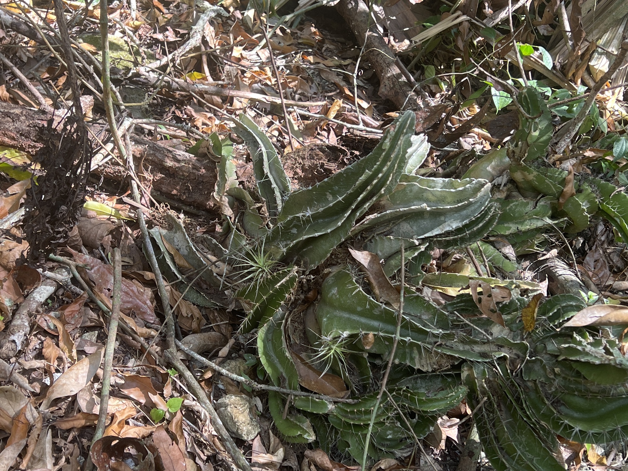 Deamia testudo (Karw.) Britton & Rose