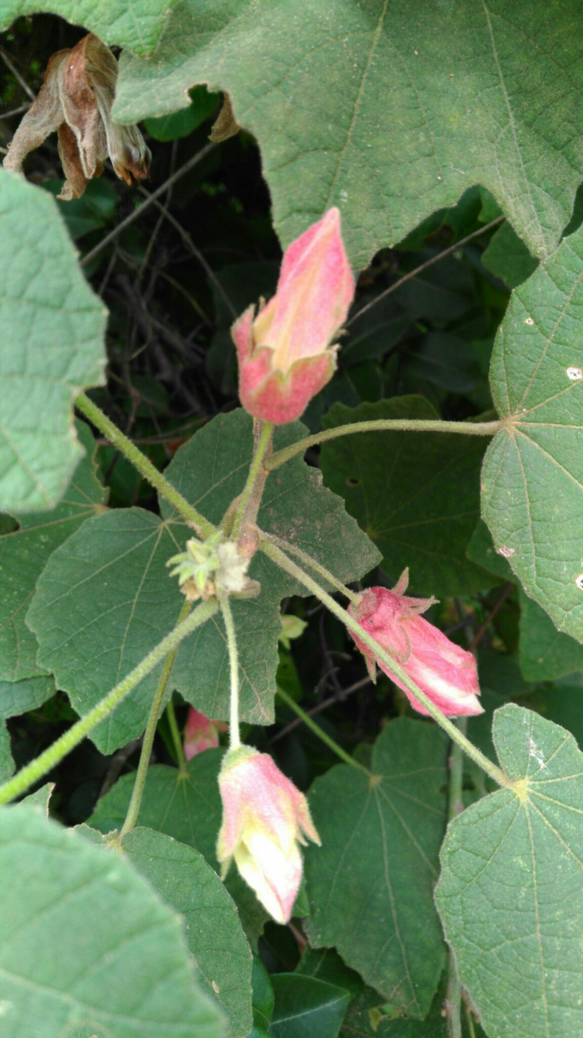 Hibiscus macrogonus Baill.
