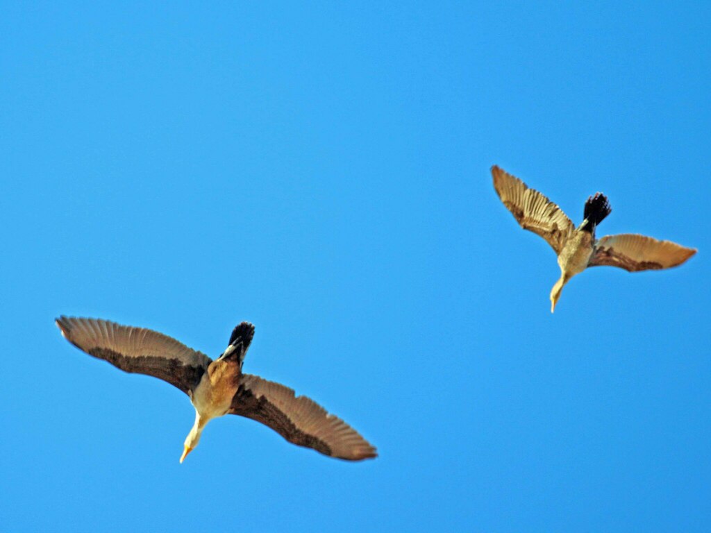 American Cormorants from Amado, AZ, USA on April 03, 2023 at 09:34 AM ...
