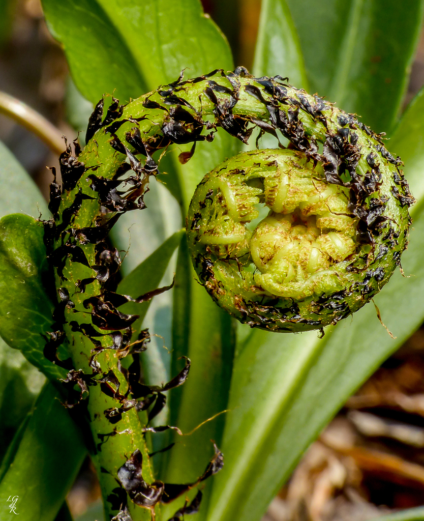 lady fern from Cité-Universitaire, Québec, QC, Canada on May 12, 2016 ...