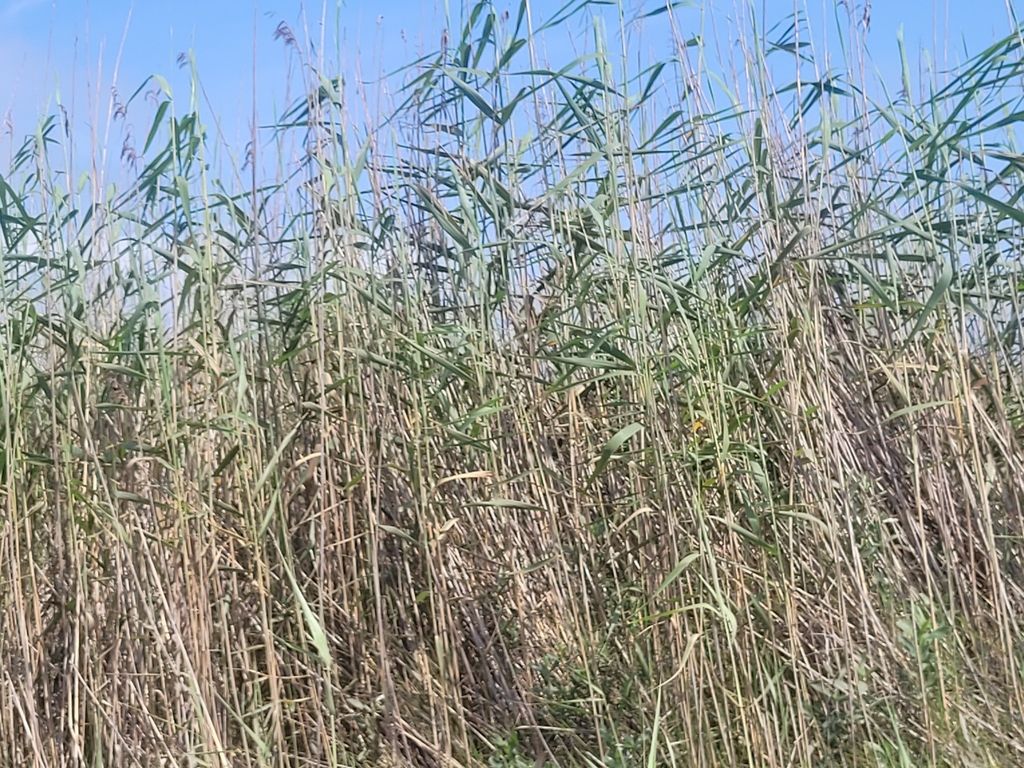 common reed from Galveston, TX 77550, USA on April 3, 2023 at 12:03 PM ...