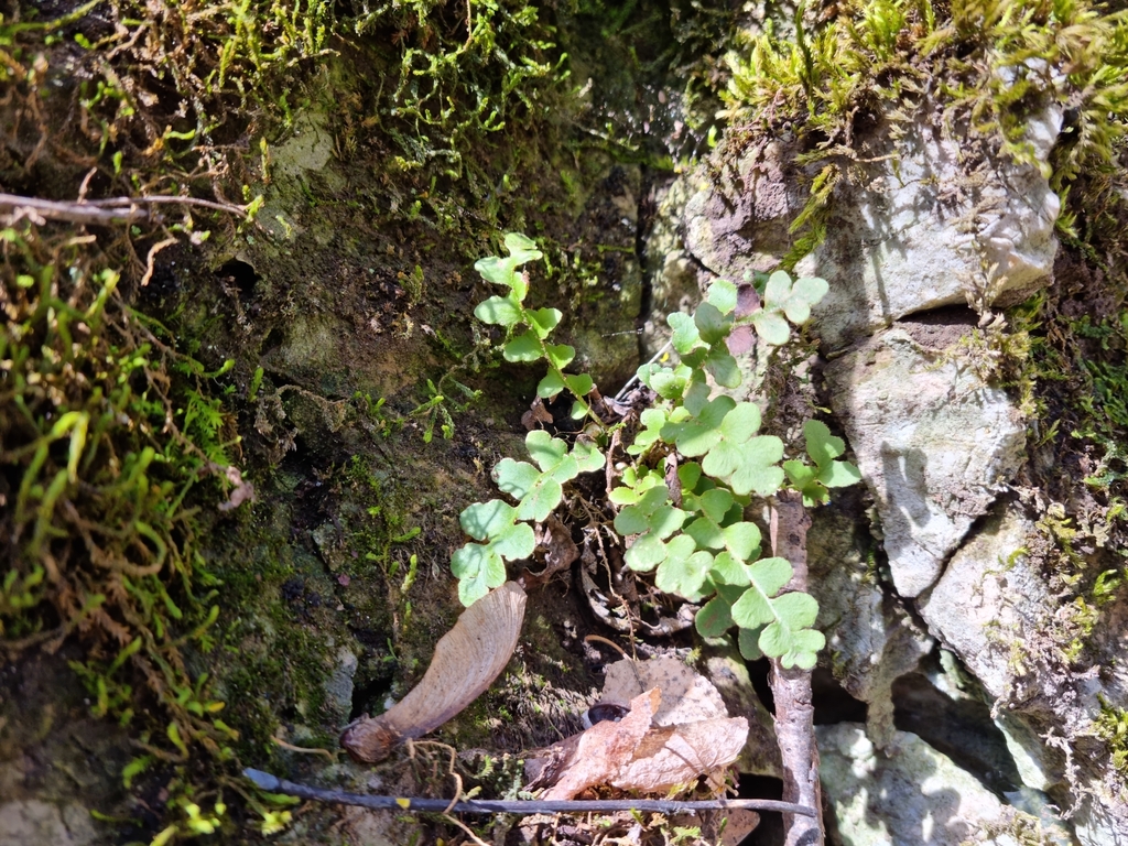 Rustyback from Suba-lyuk Múzeum és Látogatóközpont - Cserépfalu on ...