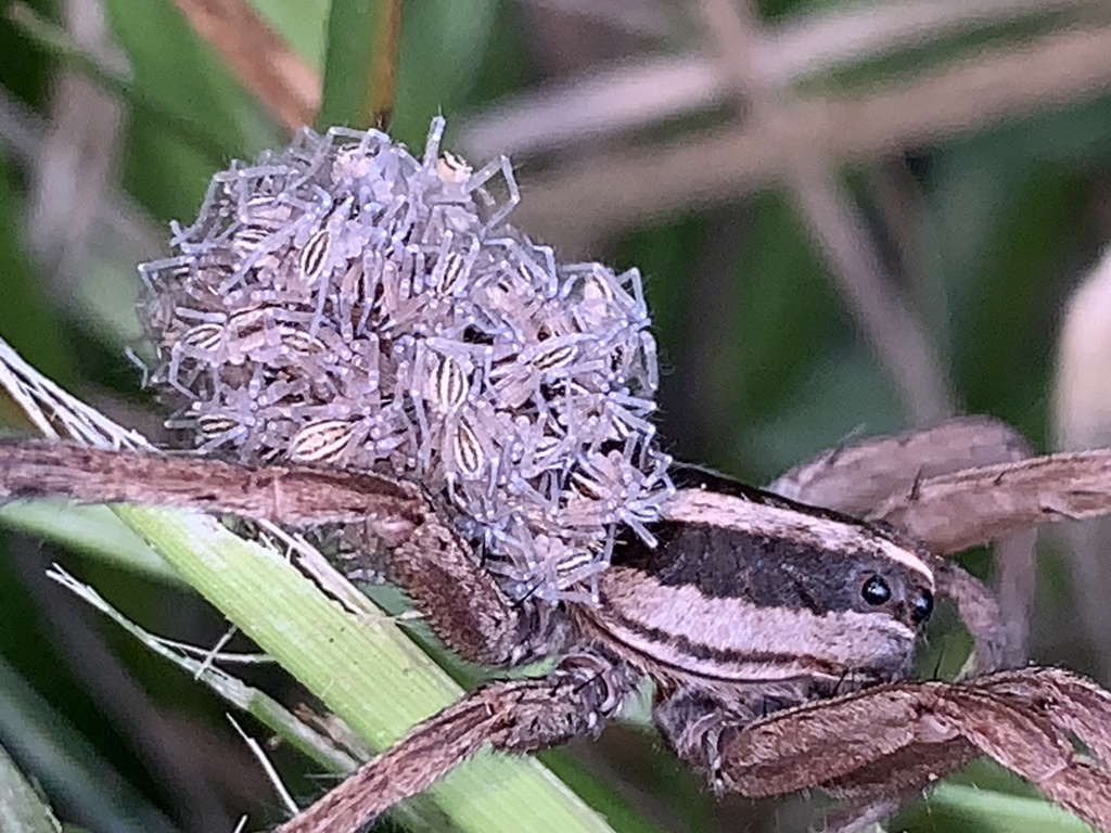 Rabid Wolf Spider from SH-36, Brazoria, TX, US on March 31, 2023 at 02: ...