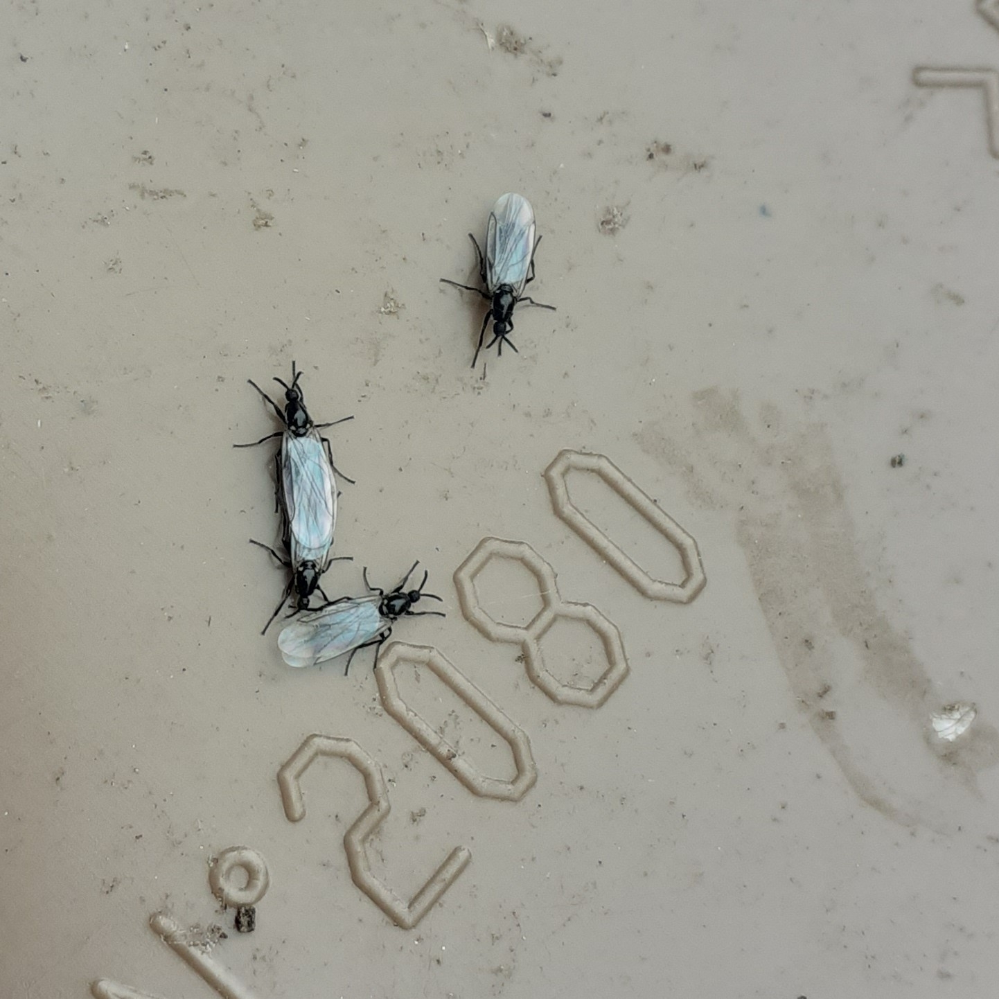 Scatopse notata (Linnaeus, 1758)