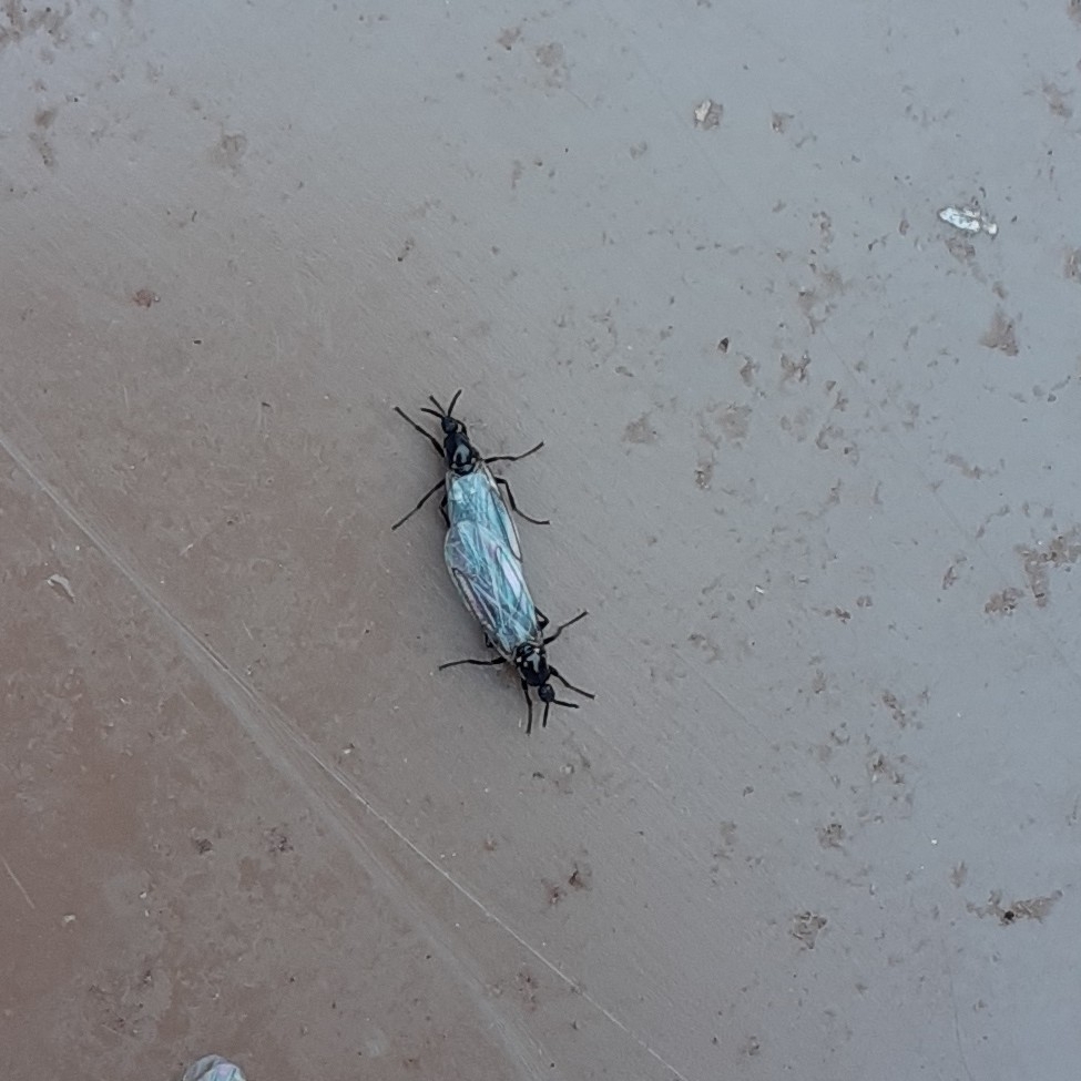 Scatopse notata (Linnaeus, 1758)
