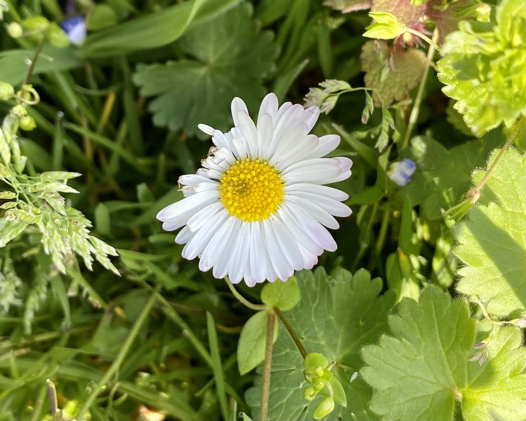 Lawn daisy from Quai du Brulig, Strasbourg, Grand Est, FR on April 3 ...