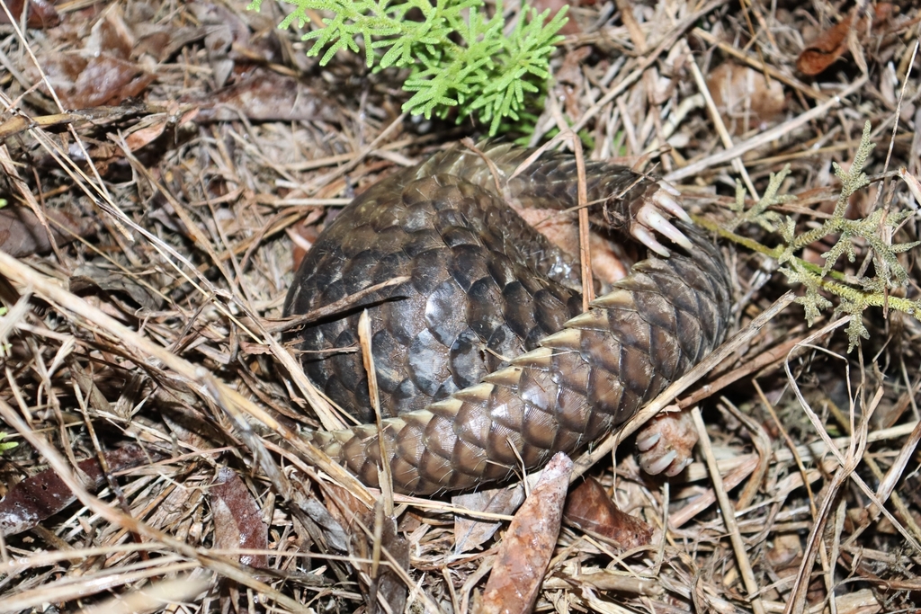 Sunda Pangolin in April 2023 by Jeremy Loh. Found crossing a road in ...