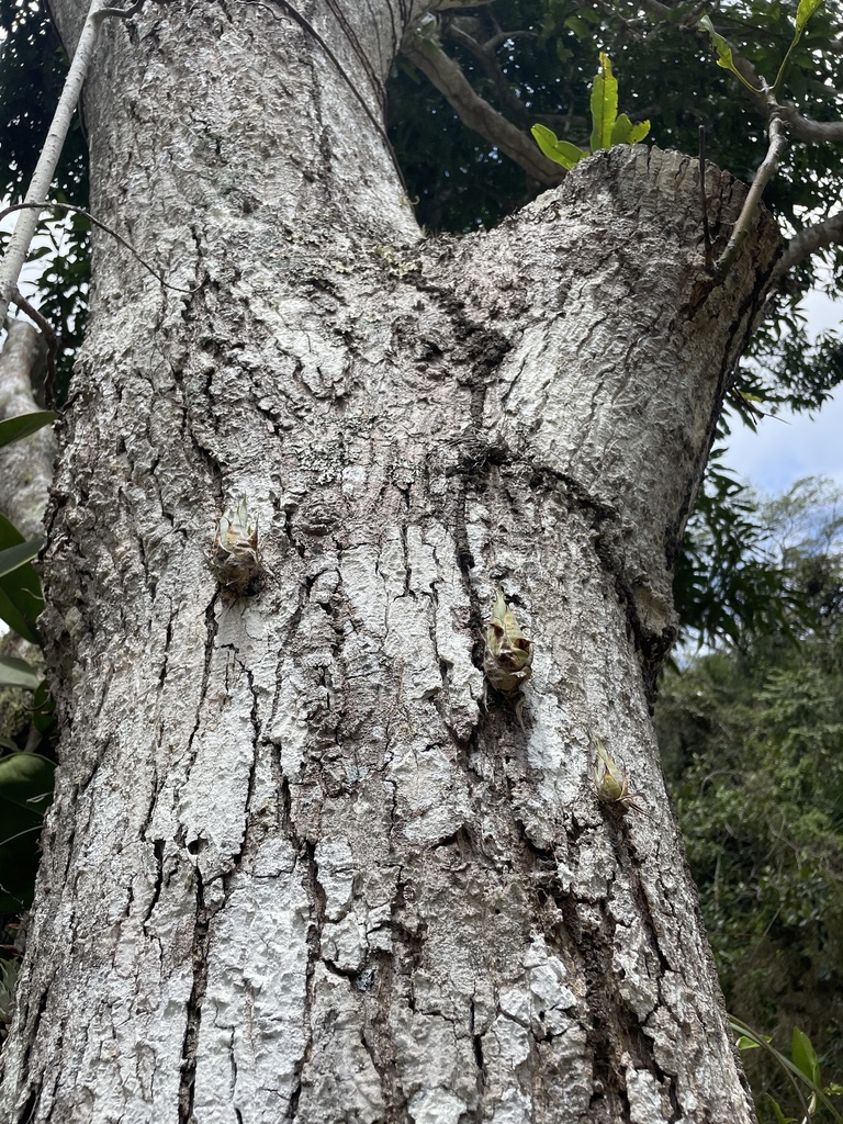 many-flowered catopsis from Puerto Rico, San Germán, Puerto Rico, US on ...