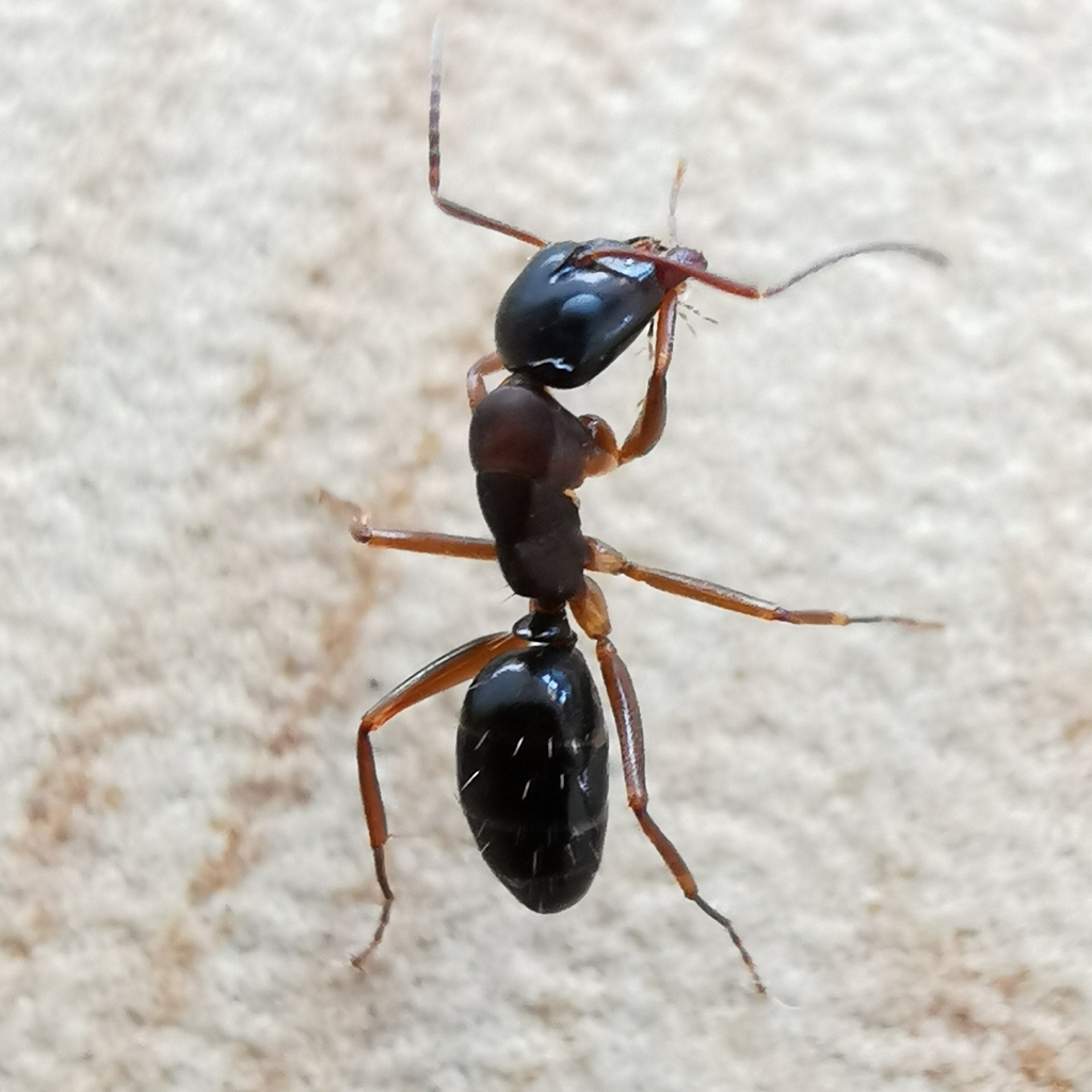 Camponotus fallax from Meythet, Annecy, France on April 03, 2023 at 05: ...