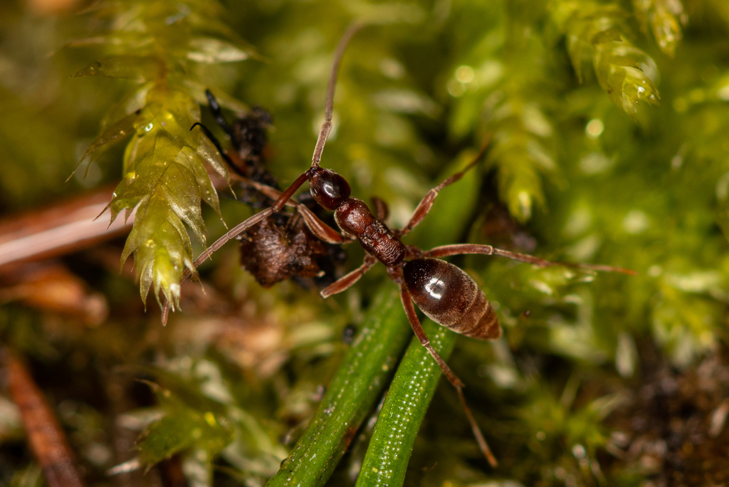 Embolemus ruddii from Московская обл., Россия on April 03, 2023 at 05: ...