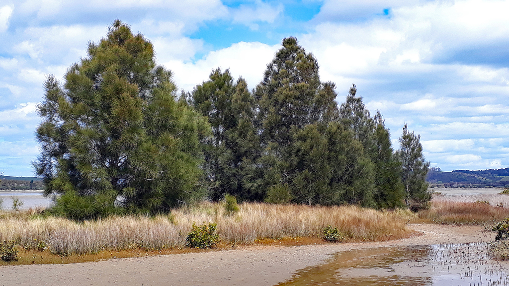 Swamp sheoak from Omaha Bay, Point Wells, Whangateau Inlet on October 9 ...