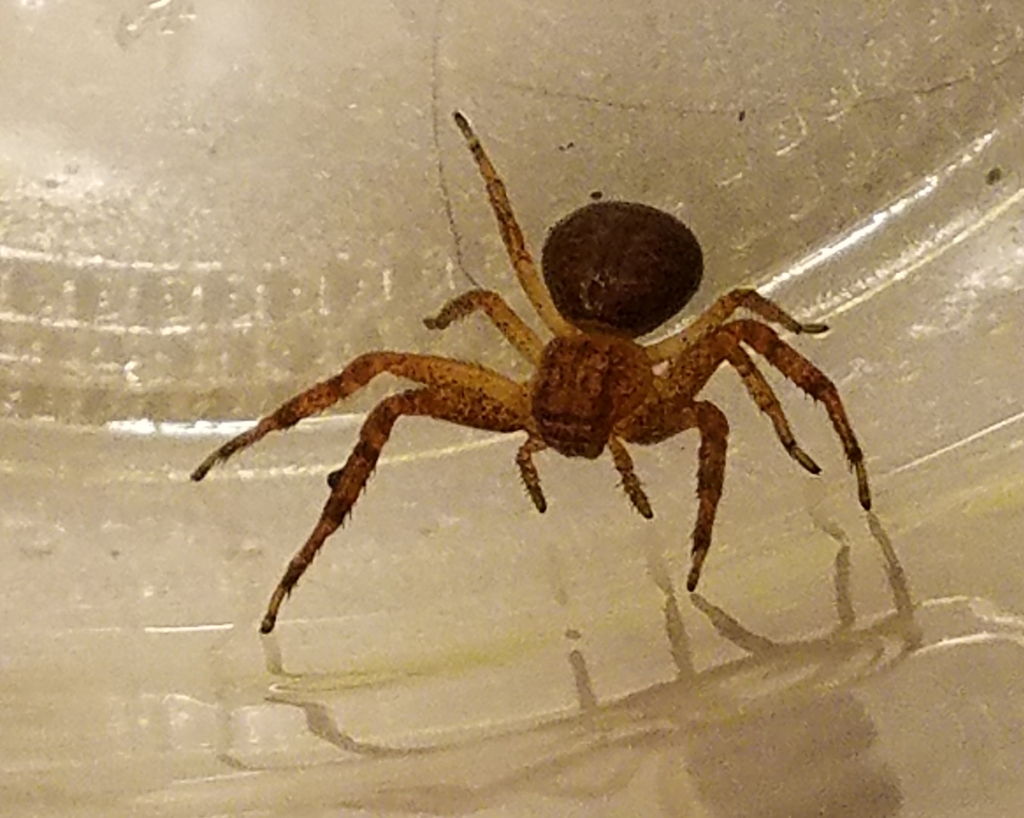 Sad Ground Crab Spider in October 2018 by Brooks Bolyard · iNaturalist