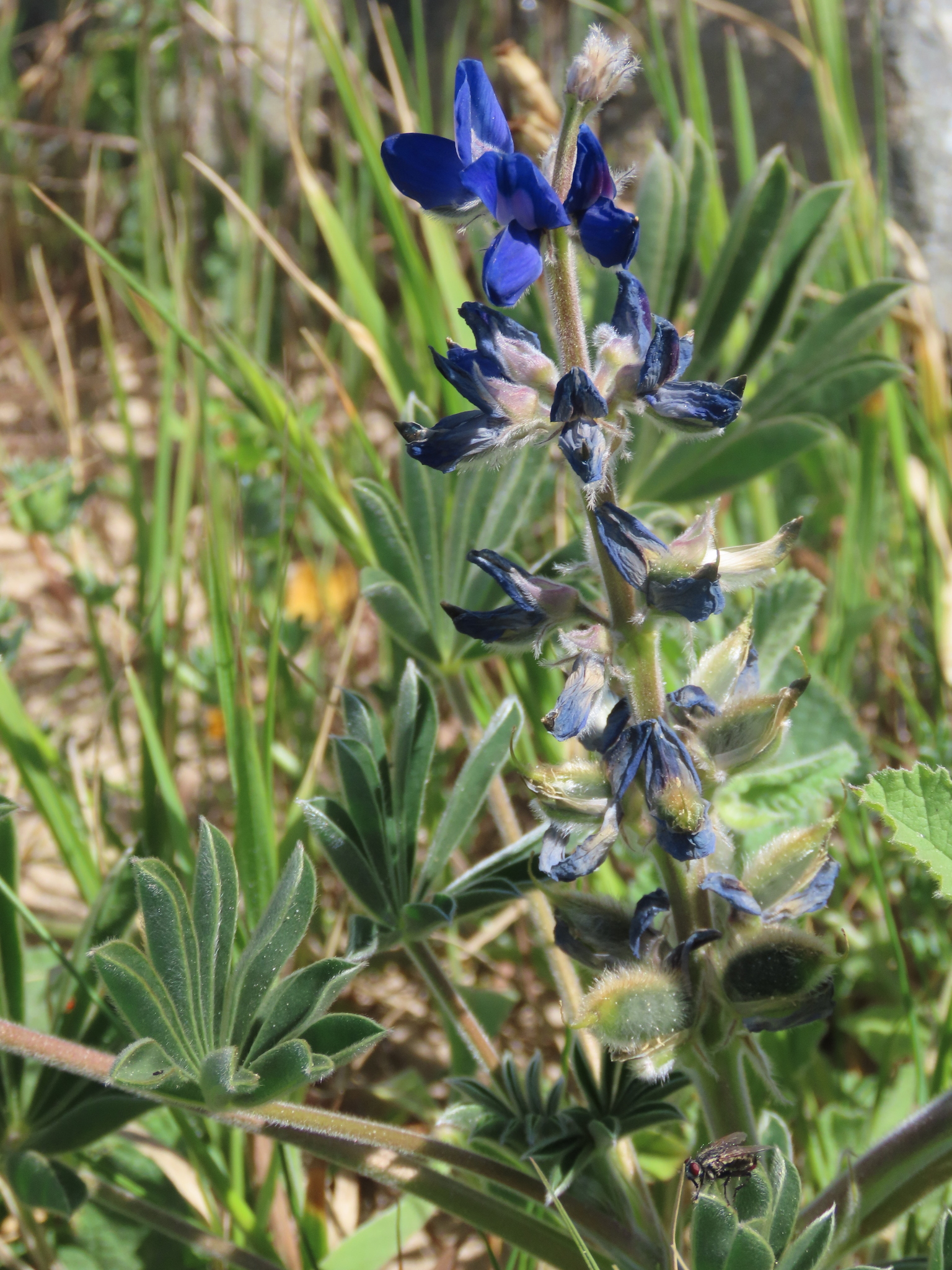Lupinus cosentinii Guss.