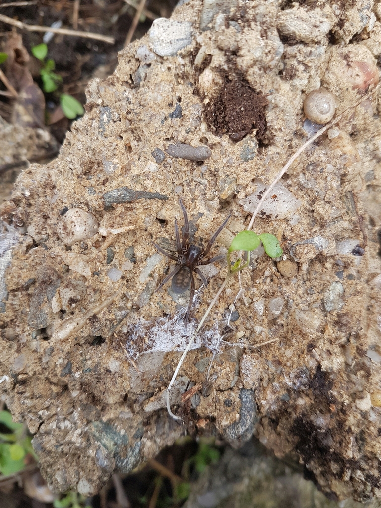 Lace web spiders from BRG Körösi on March 27, 2023 at 11:10 AM by ...