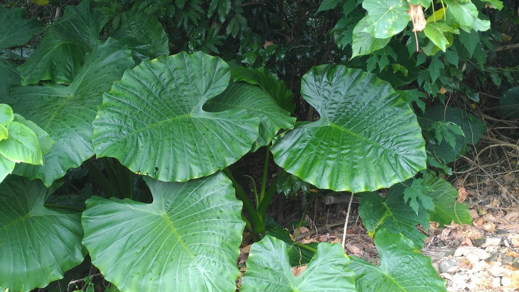 Asian Taro from 842台灣高雄市旗山區義德街14巷511號 on October 12, 2018 at 11:24 AM ...