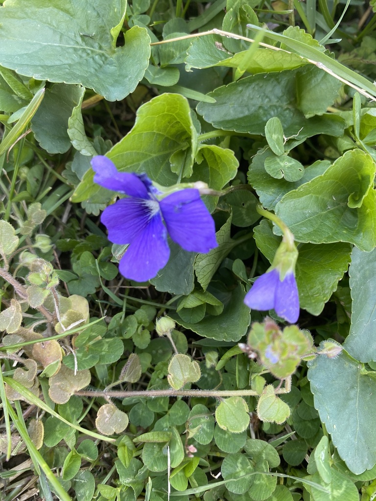 common blue violet from Louisville, KY, US on April 03, 2023 at 01:59 ...