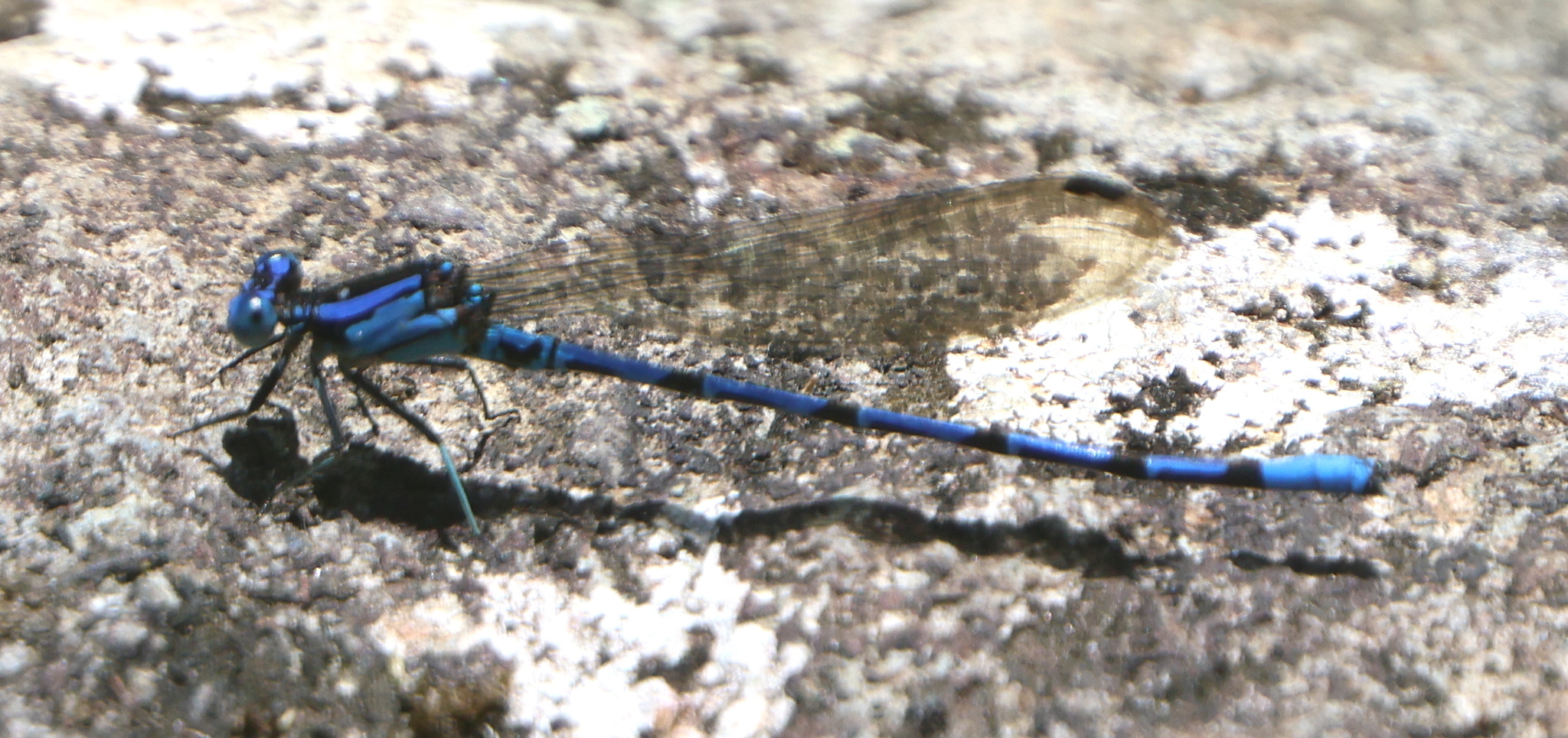 Argia elongata Garrison & von Ellenrieder, 2017