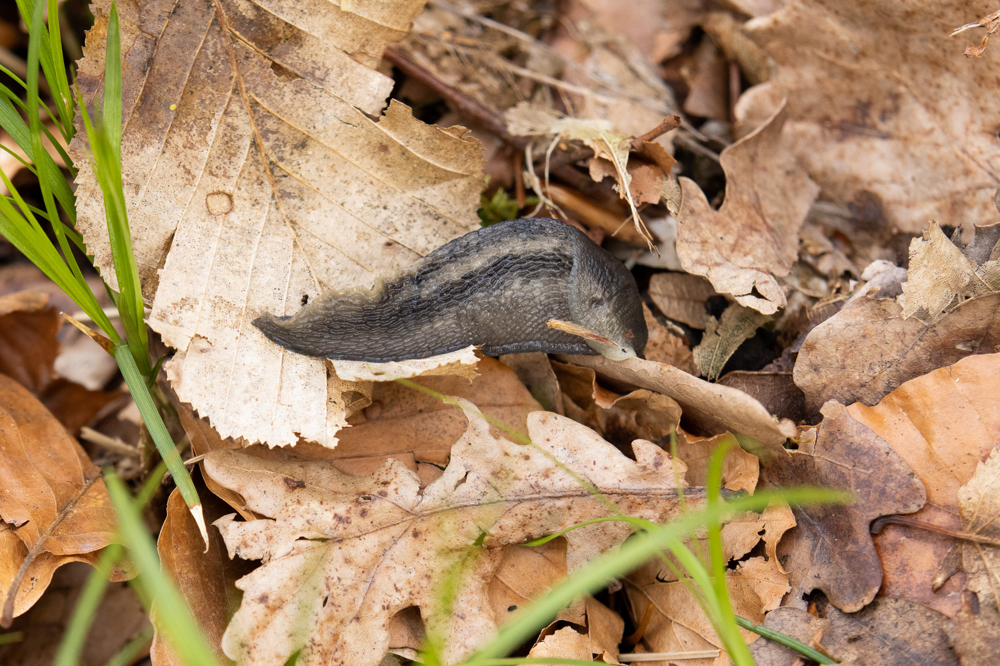 Limax cinereoniger Wolf, 1803