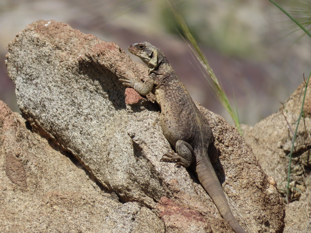Common Chuckwalla from Palm Springs, CA, USA on April 2, 2023 at 10:45 ...