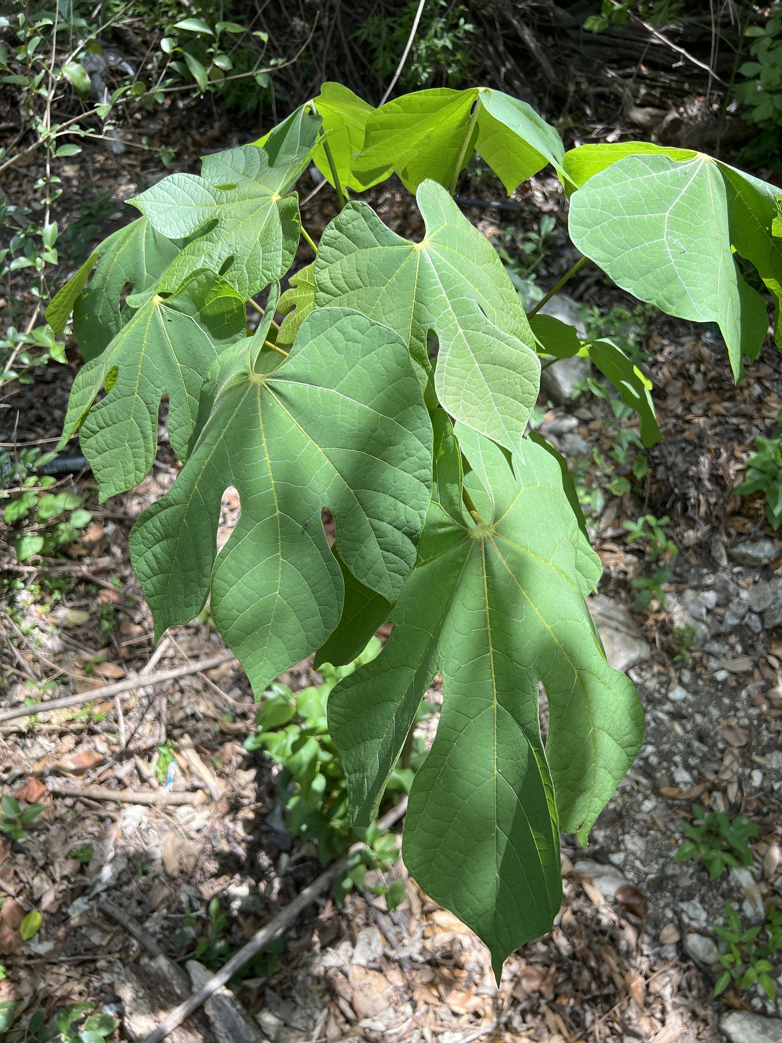Firmiana simplex (L.) W.Wight