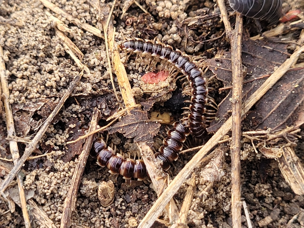 Greenhouse Millipede from College Station, TX 77840, USA on April 02 ...